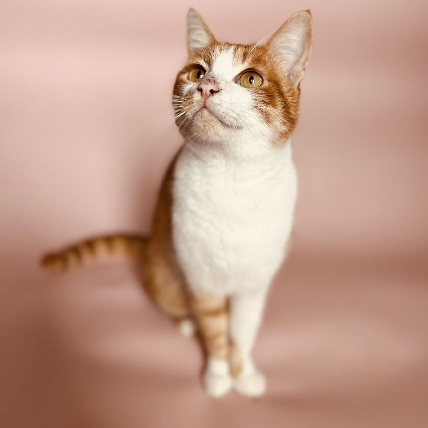 Котик ищет дом