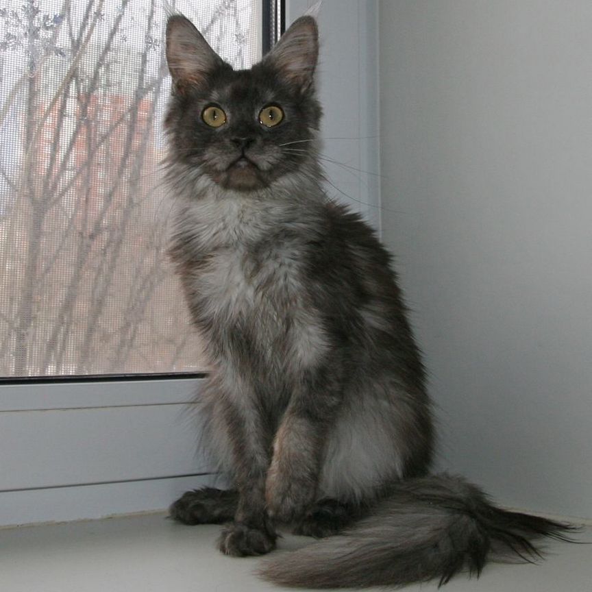 Мейн-кун котёнок