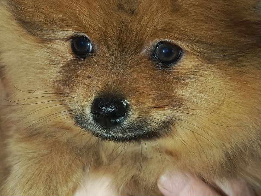 Щенки шпица