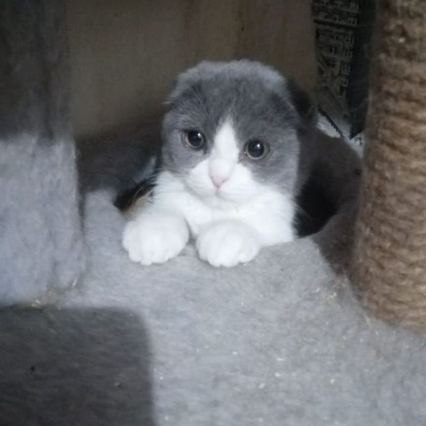 Котенок мальчик 4 месяца Шотландская
