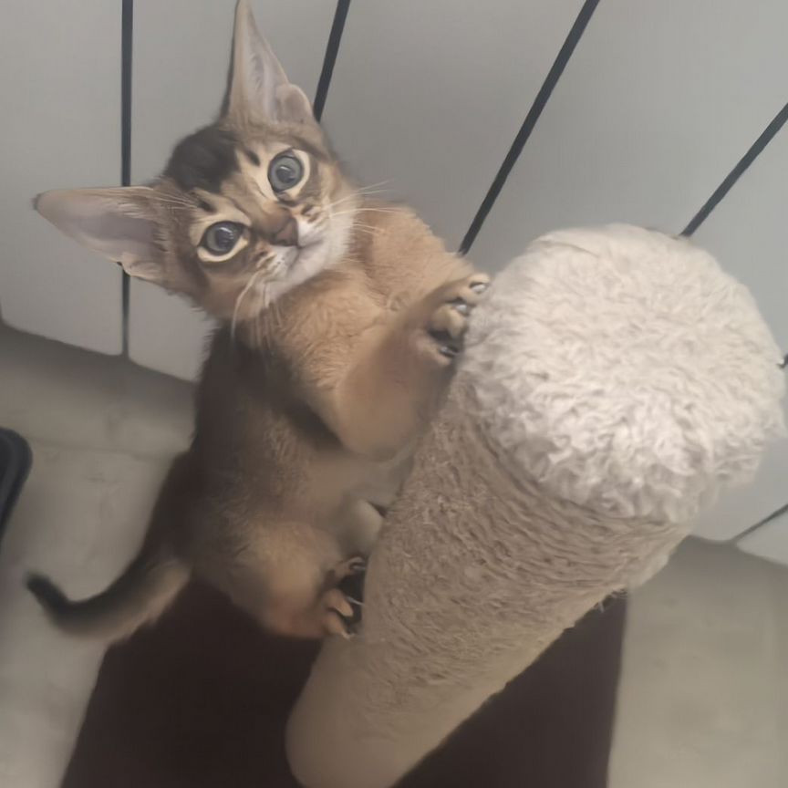 Абиссинский котёнок