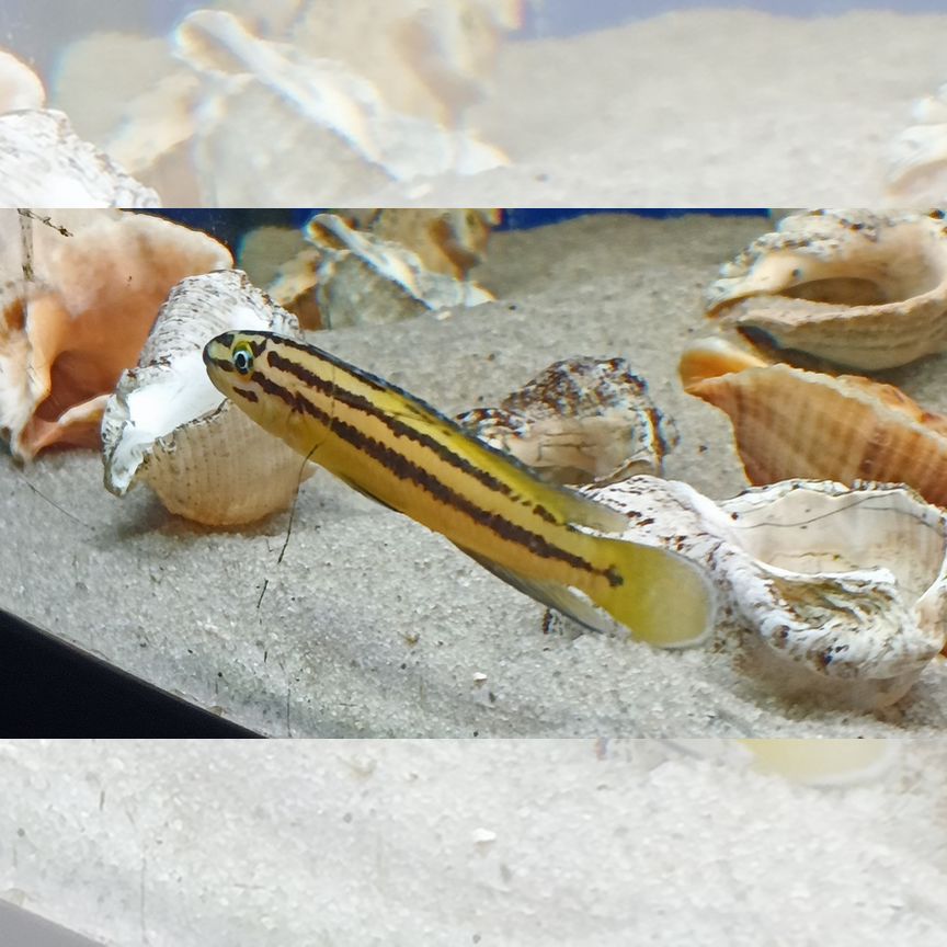 Юлидохромис Регани Кипилли