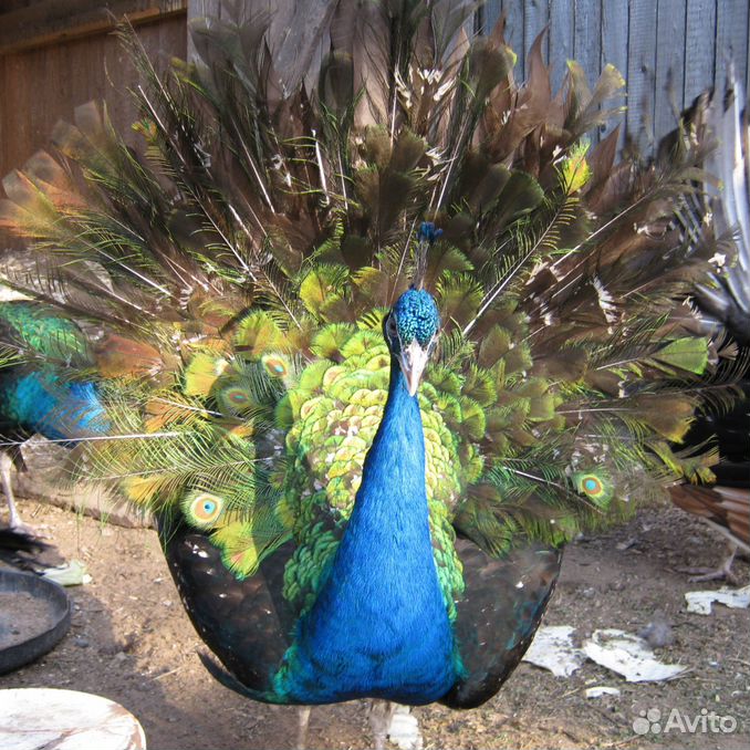 Павлины индийские