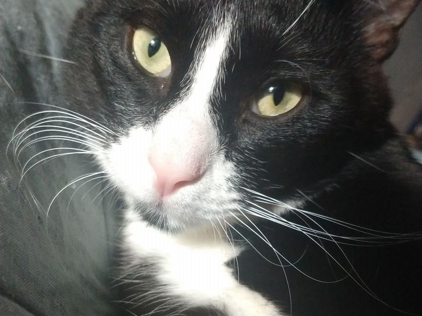 Кот Марик