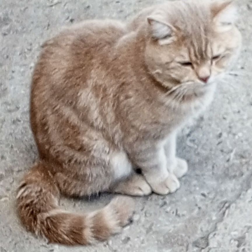 Отдам кота