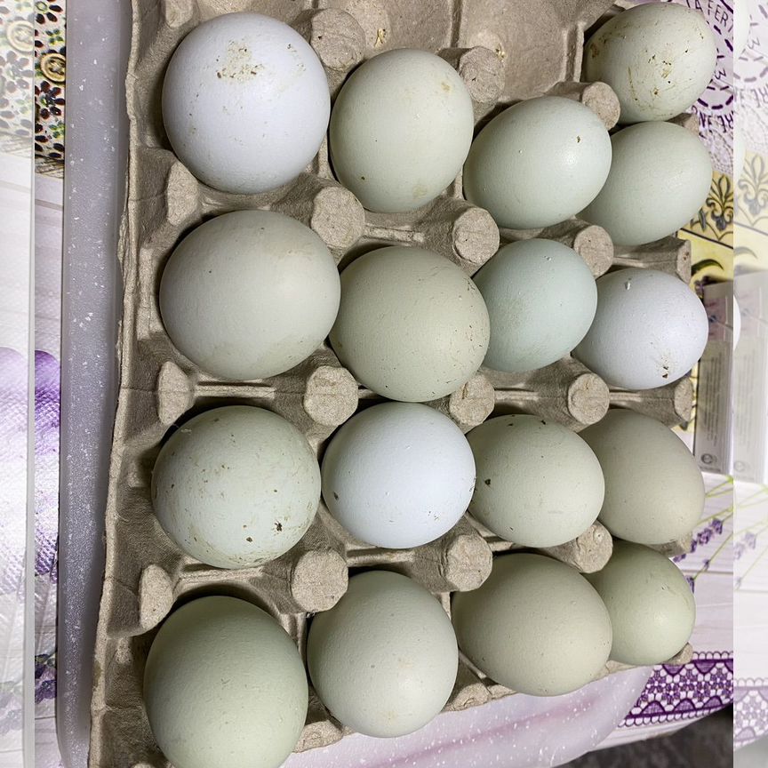 Инкубационное яйцо породы ухейлюй