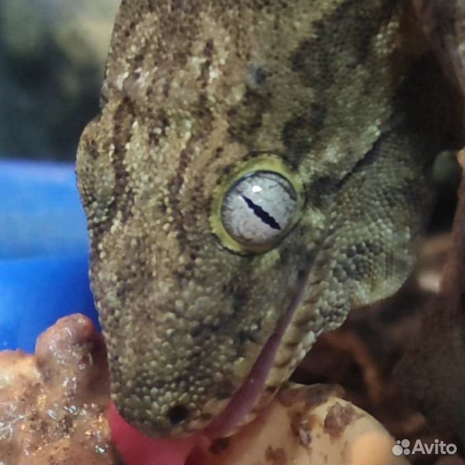 Гигантский бананоед