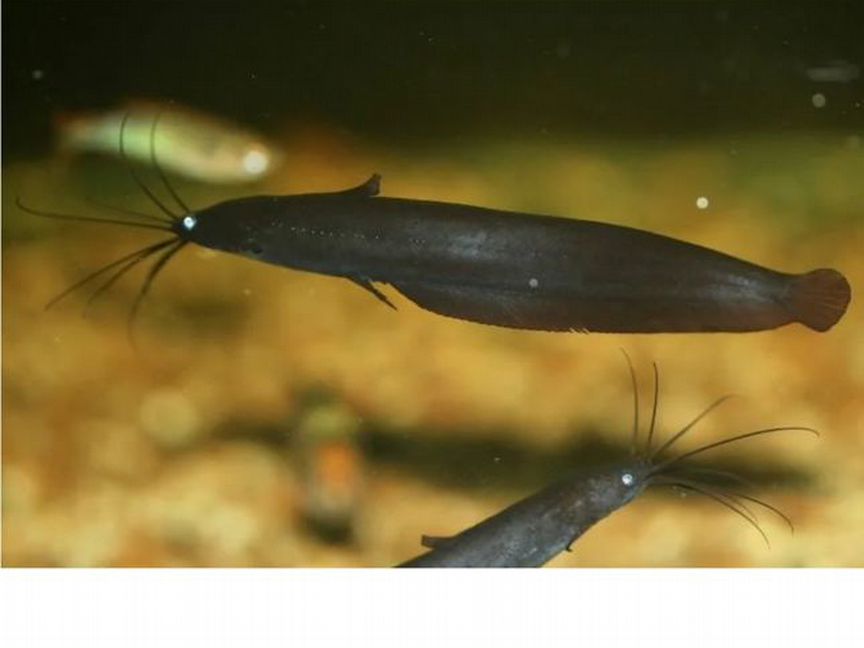 Мешкожаберный сомик