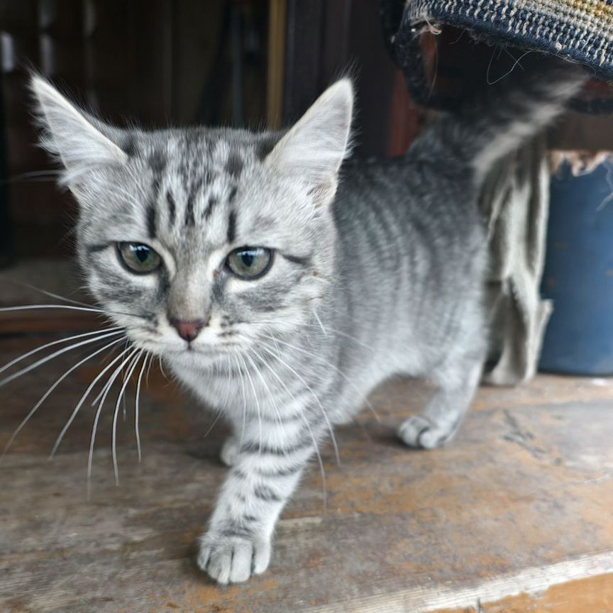 Британский короткошёрстный котёнок