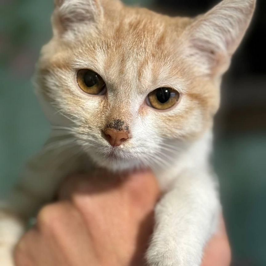 Цукат, котенок из приюта в добрые руки