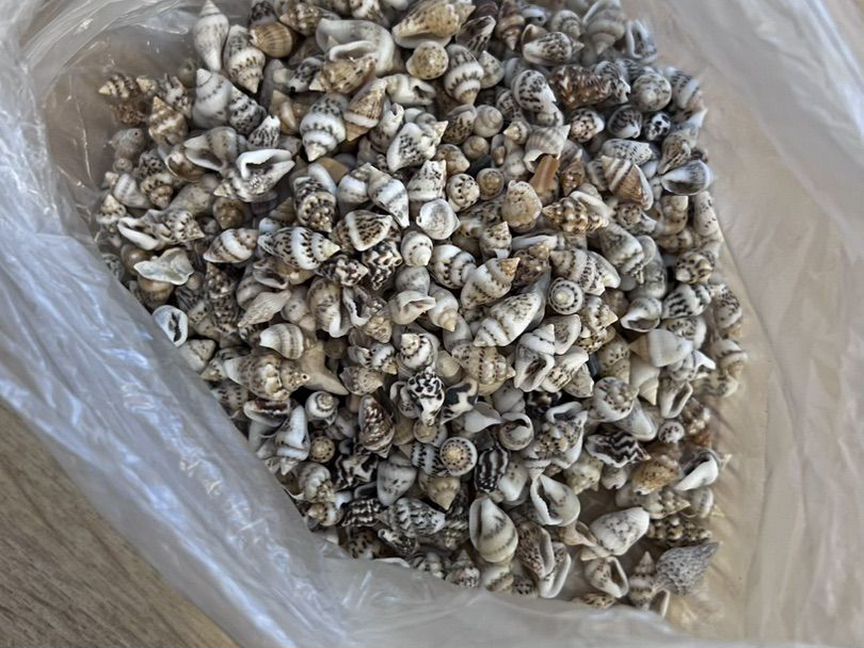 Ракушки морские