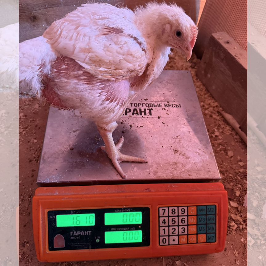 Бройлер живым весом
