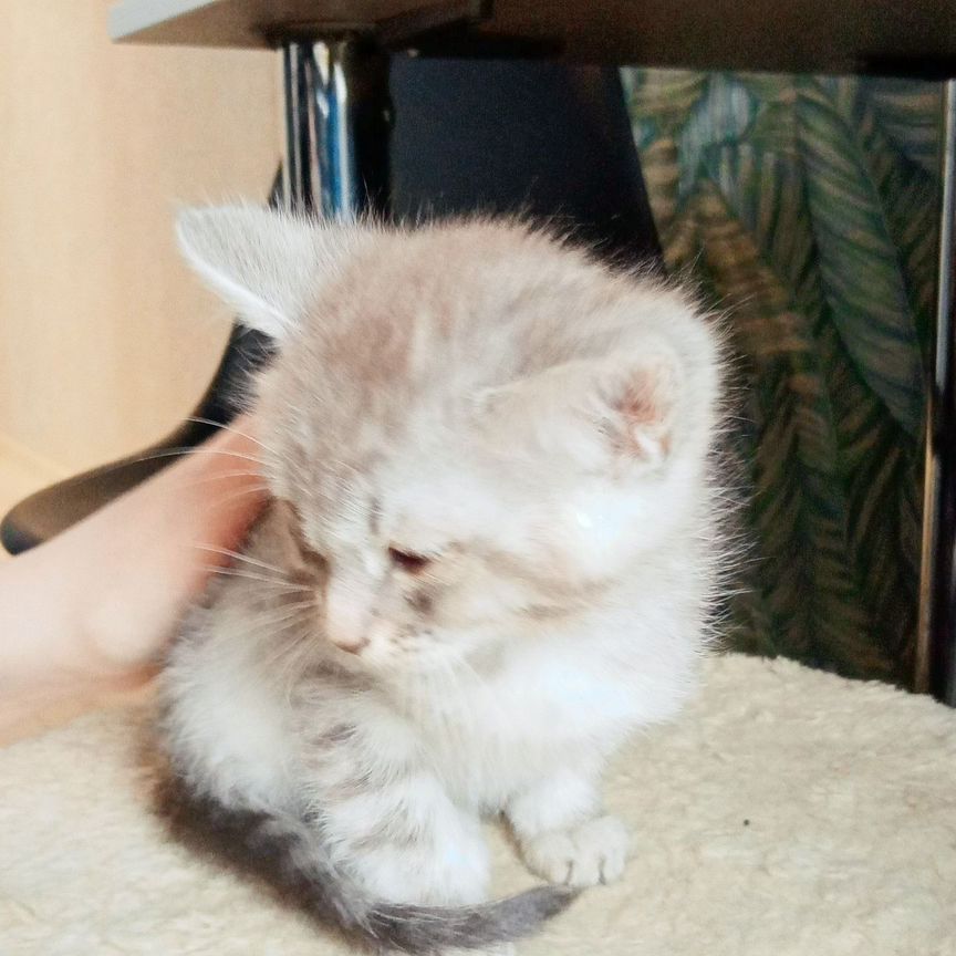 Котёнку нужны добрые руки