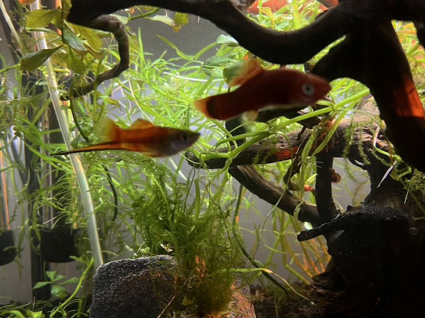 Меченосцы. Семейство меченосцев. 1 самец 2 самки