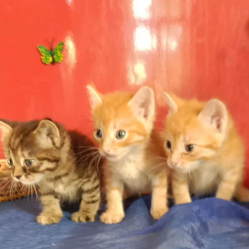 Котята в добрые руки