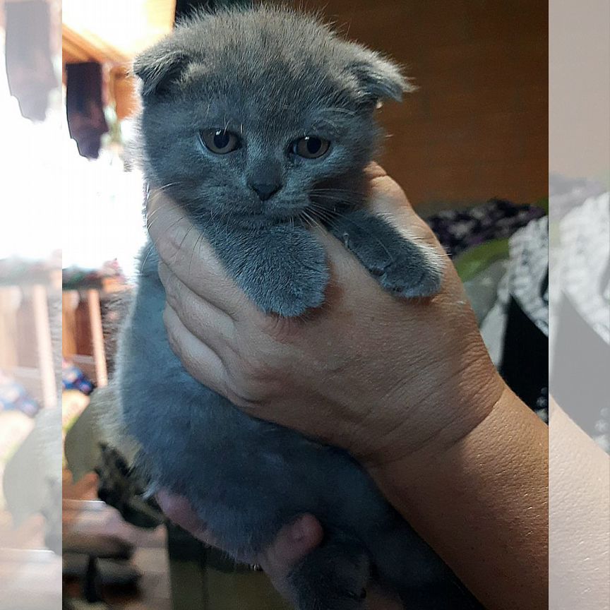 Британские котята, мальчики