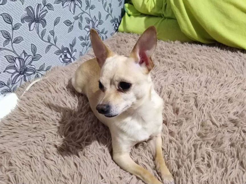 Вязка(мальчик) тойчик