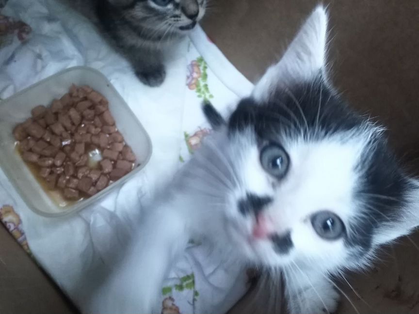 Кошка в дар