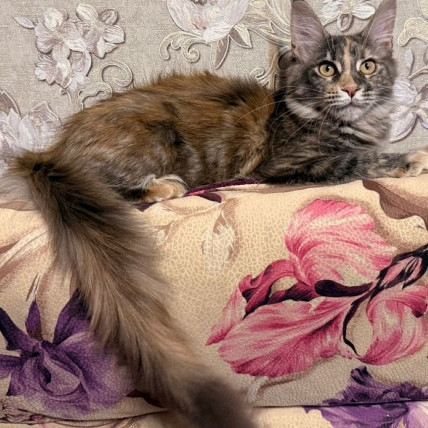 Мейн-кун котёнок