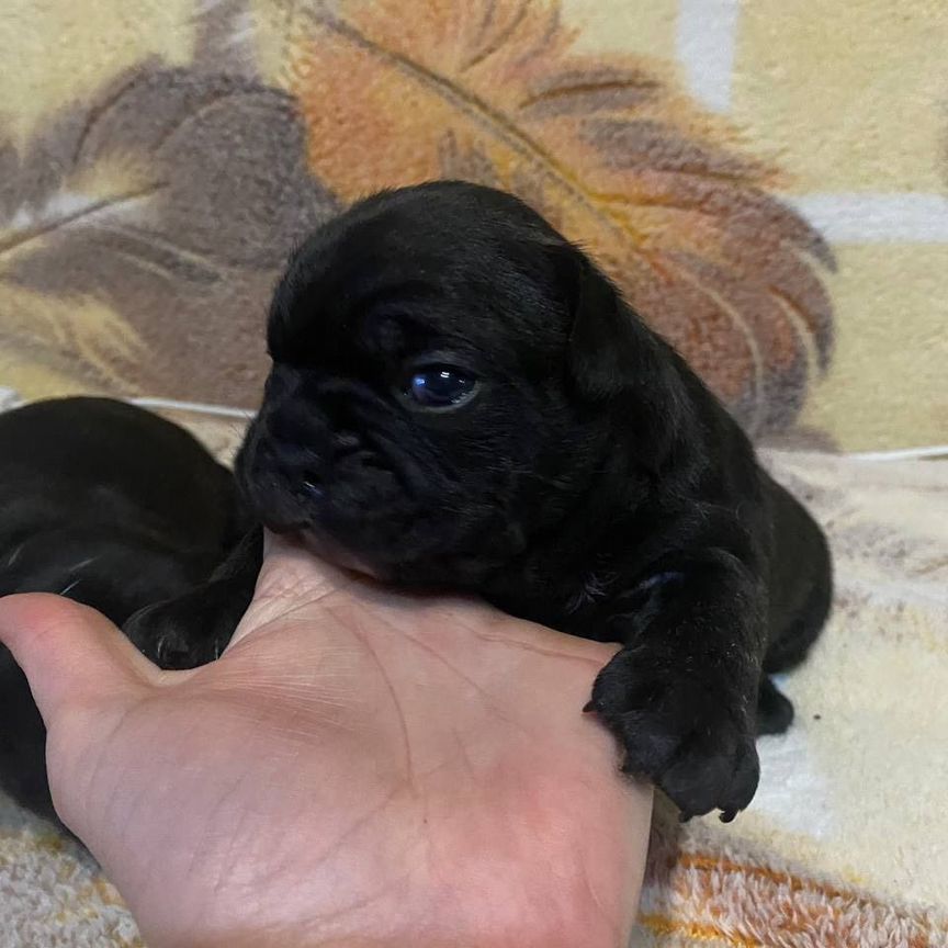 Французский бульдог щенки