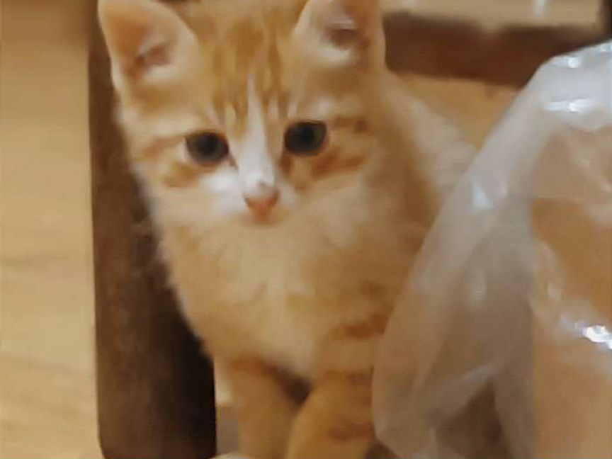 Котенок девочка бесплатно