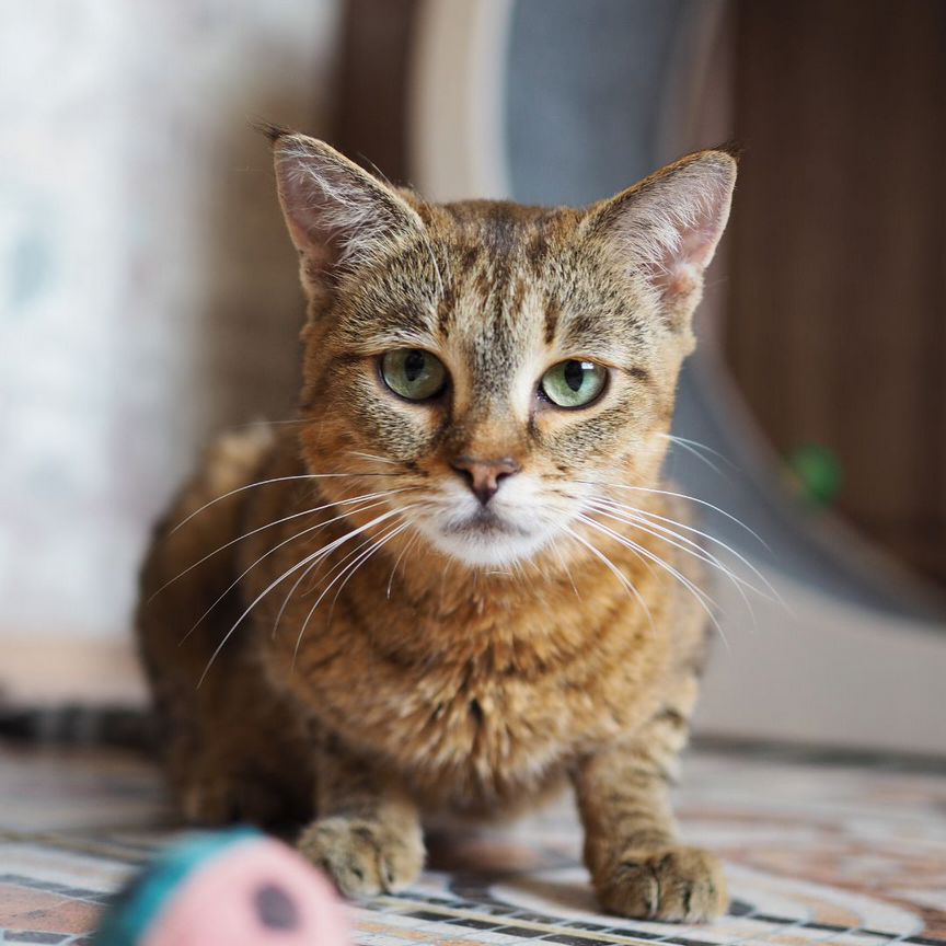 Кошечка трогательная и нежная в надежные руки