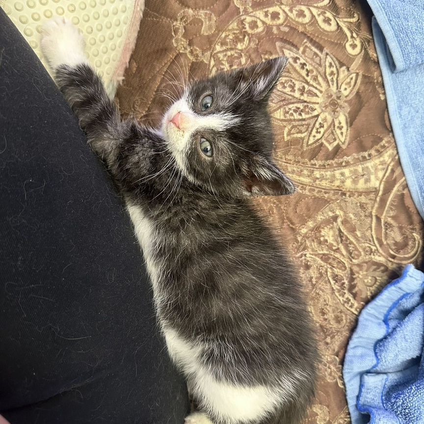 Отдам в добрые руки котенка мальчик