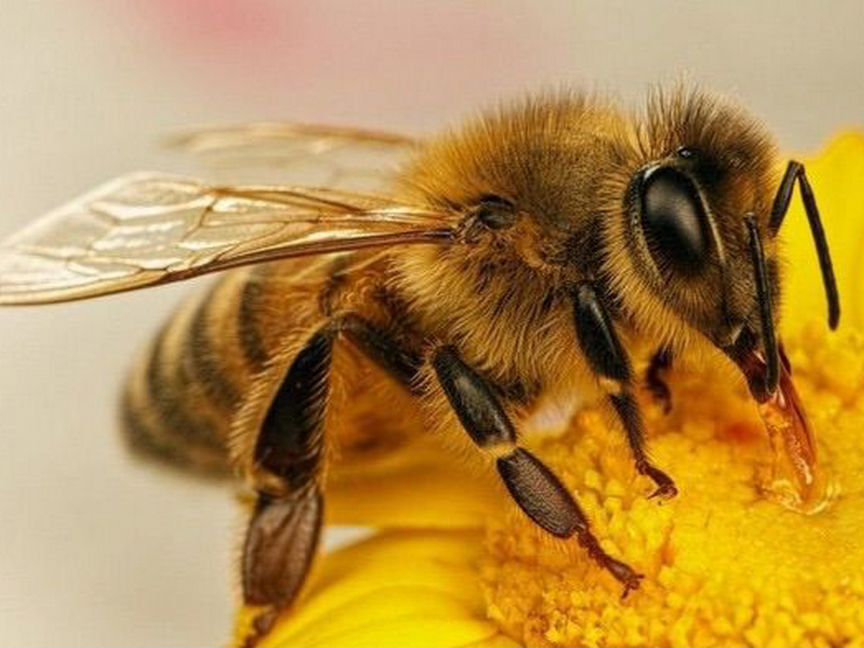 Ульи с семьями 5 шт