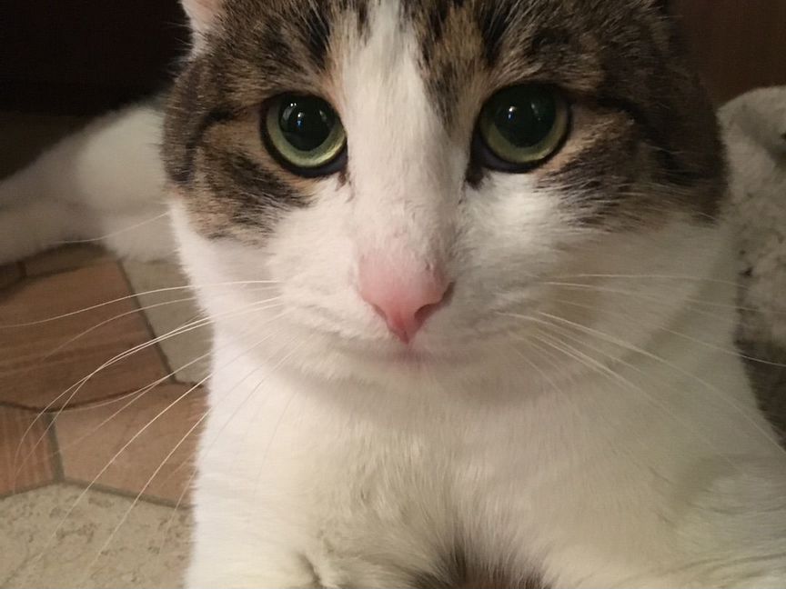 Ласковый котик Жан Жак