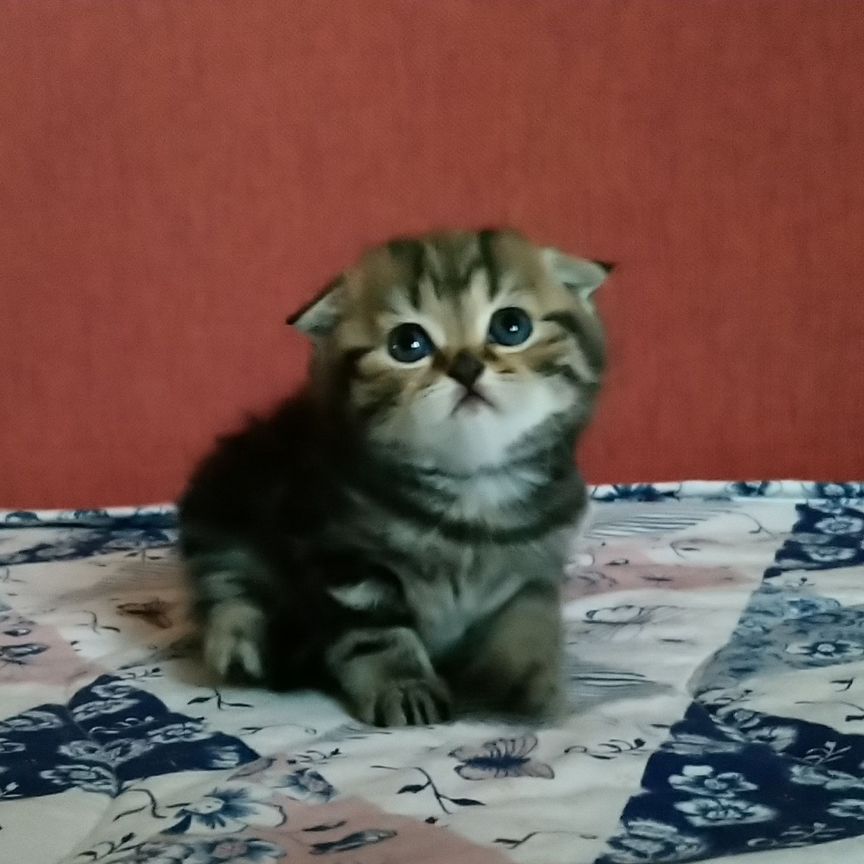 Шотландские вислоухие котята