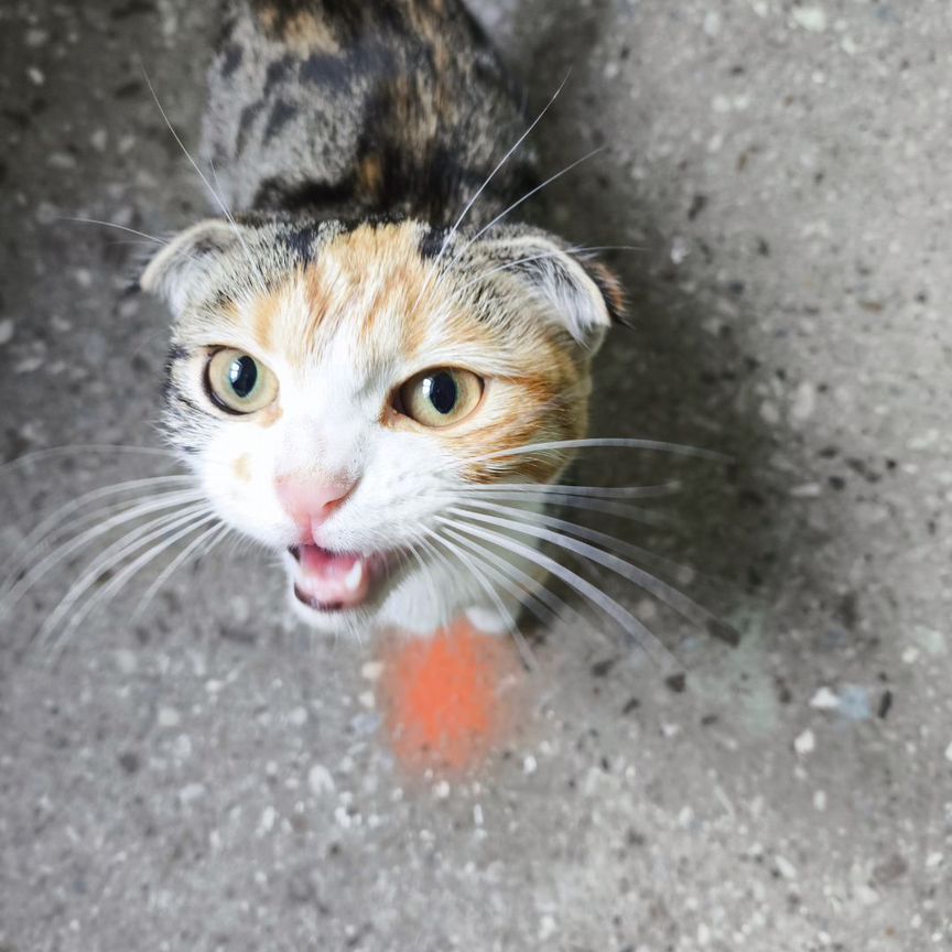 Кошечка в добрые руки