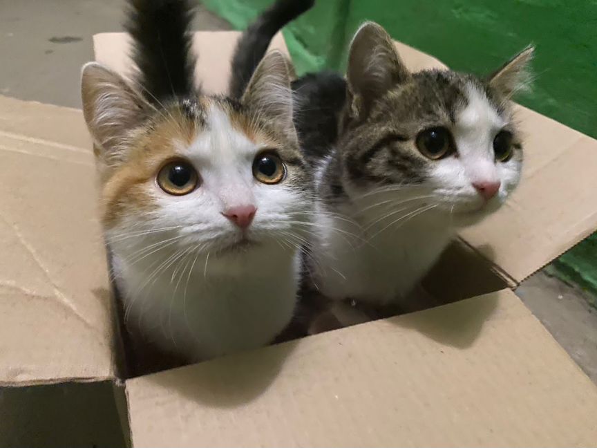 Котята в добрые руки