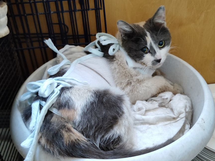 Милашка в дар