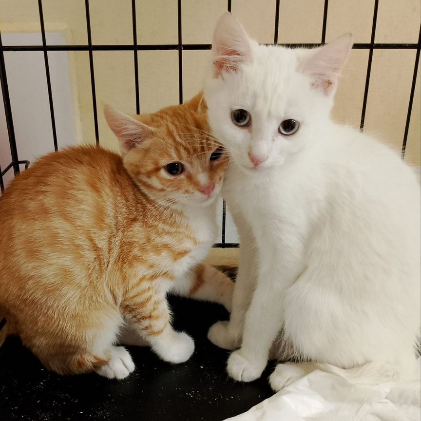 Котята котики без дома