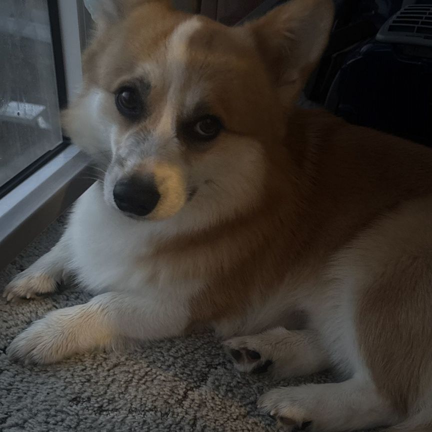 Вельш Корги Пемброк, вязка