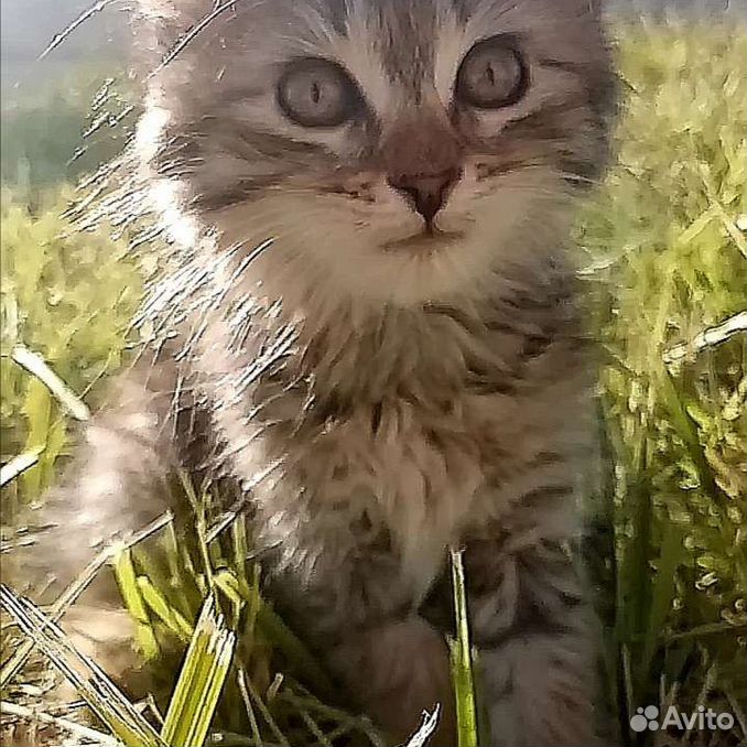 Красивый полосатик в добрый дом