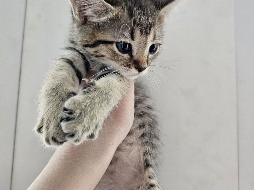 Шотландский котёнок, мальчик