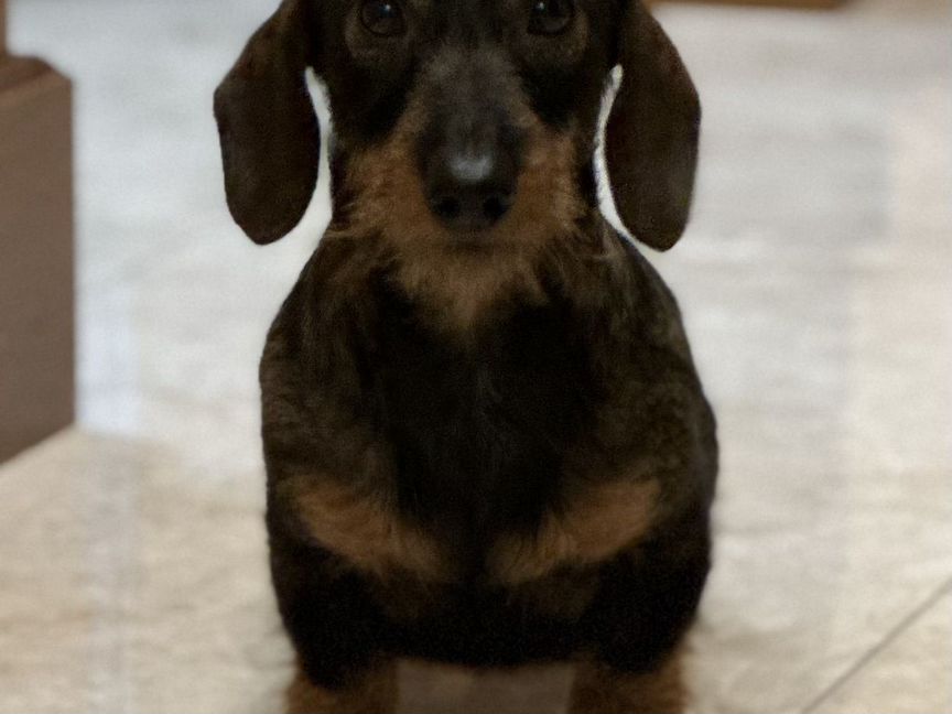 Карликовая такса