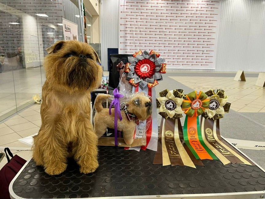 Брюссельский грифон