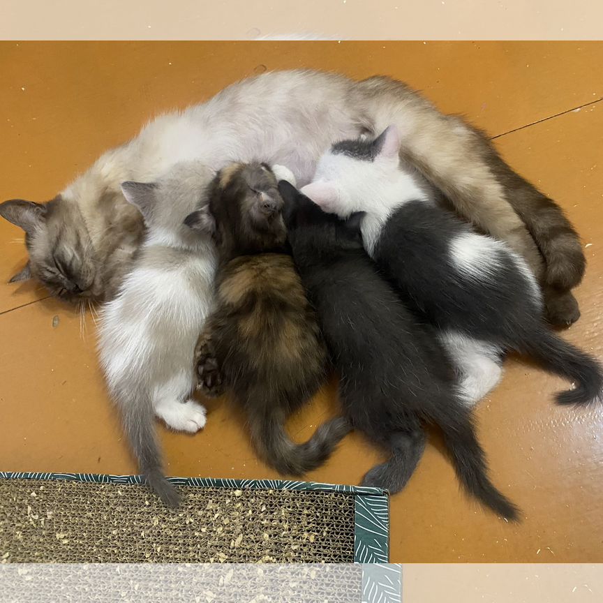 Котята в добрые руки