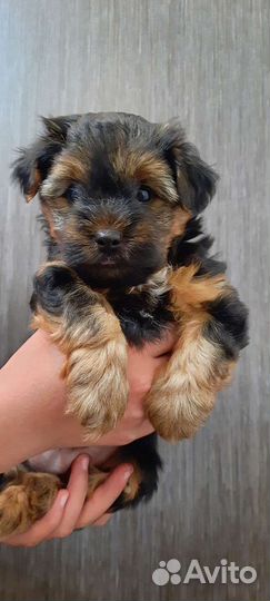 Йоркширский терьер