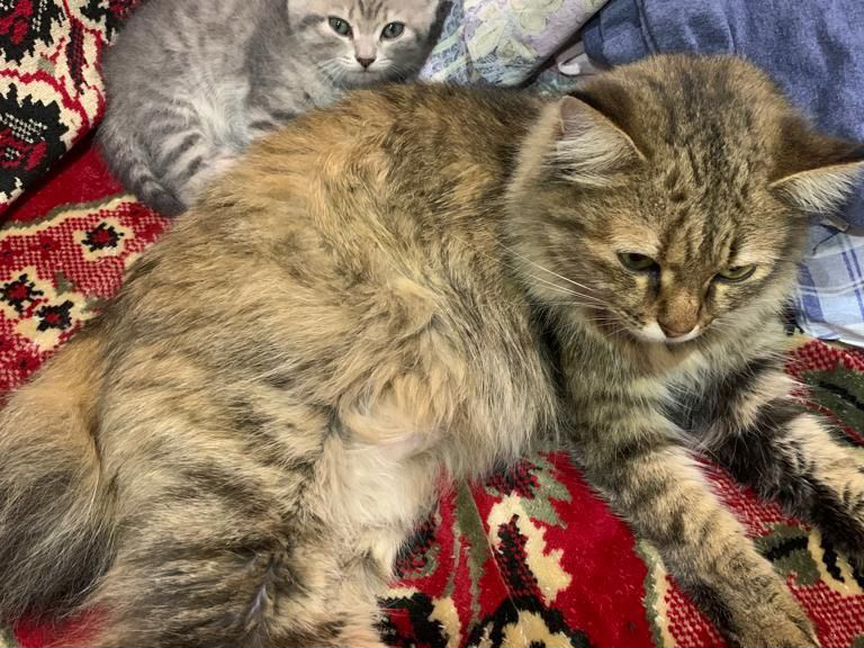 Котенок, возраст 2 мес. Кушает