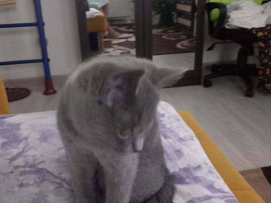 Шотландская кошка 3 месяца