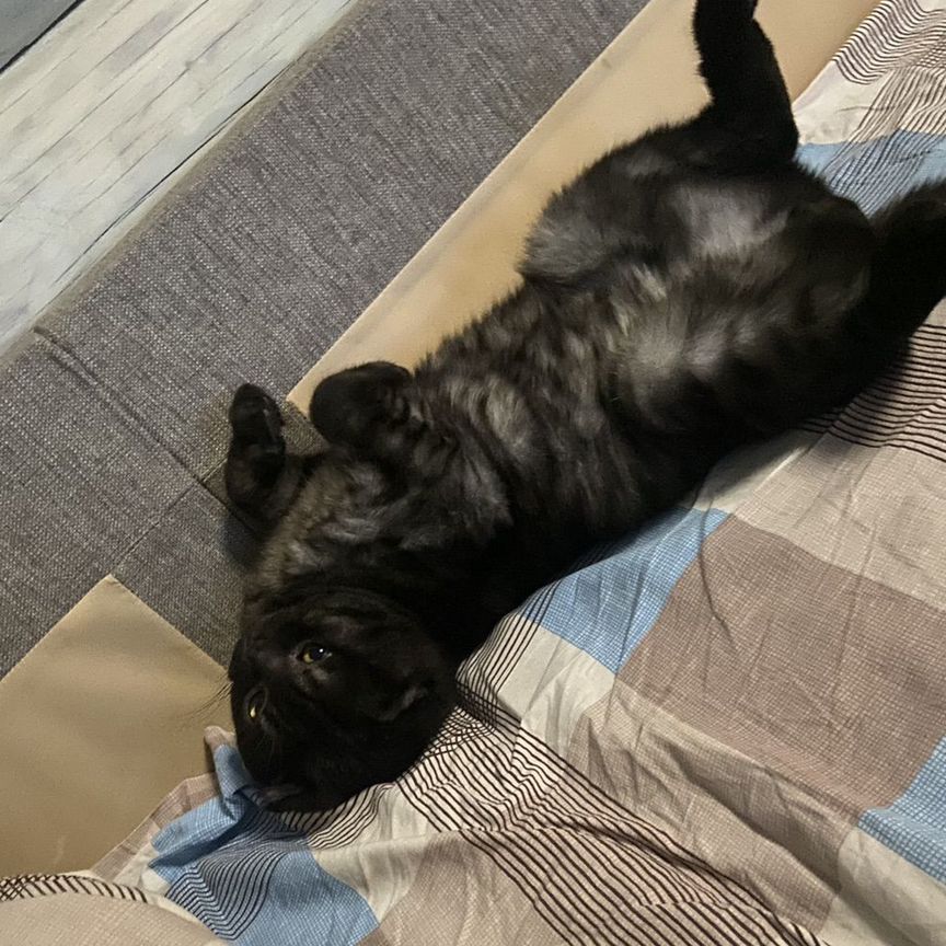 Шотландский вислоухий длинношёрстный, взрослый кот