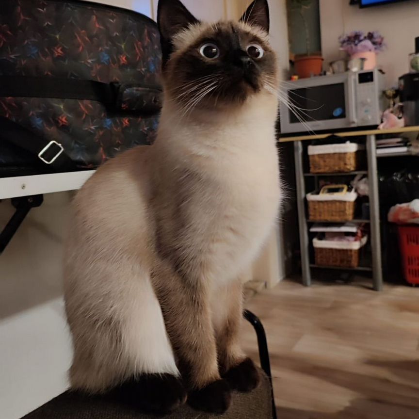 Взрослая, кошка в добрые руки