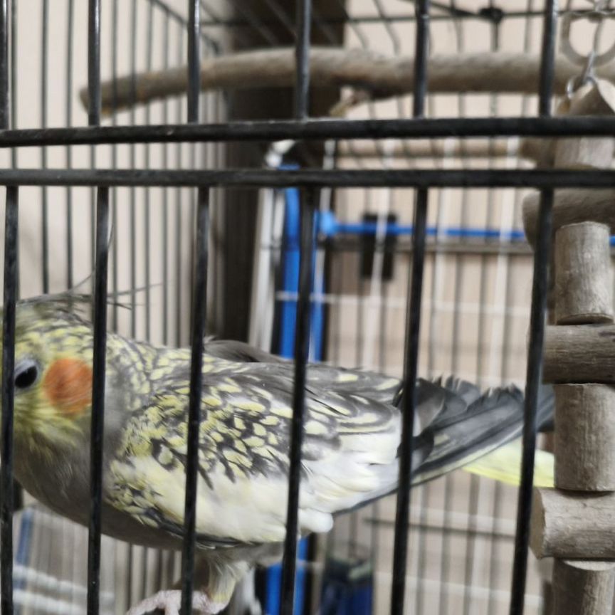 Попугай корелла