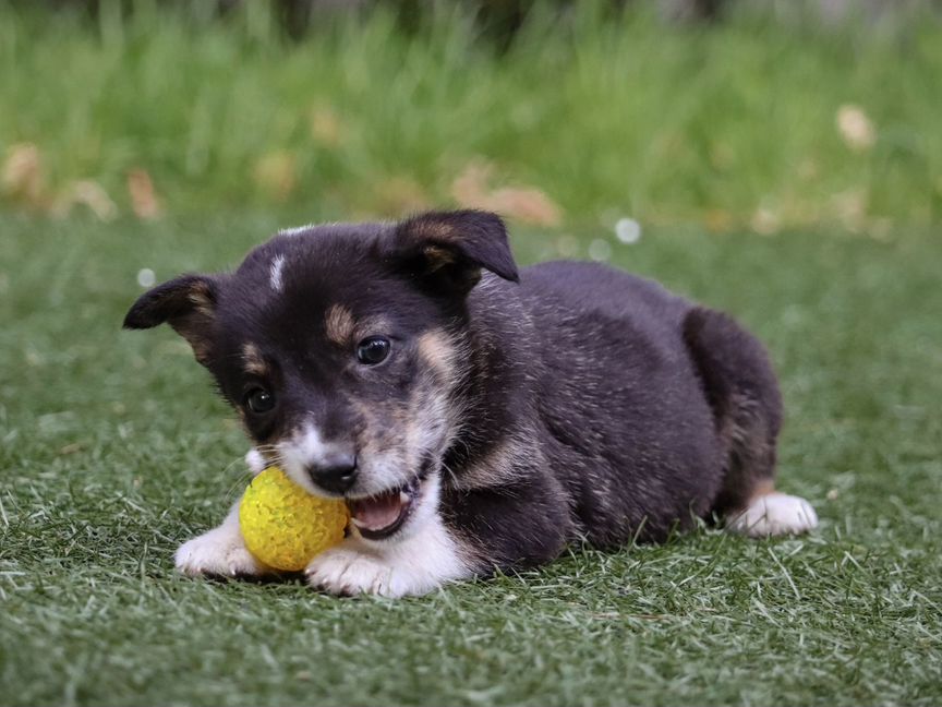 Добрый милый щенок бесплатно