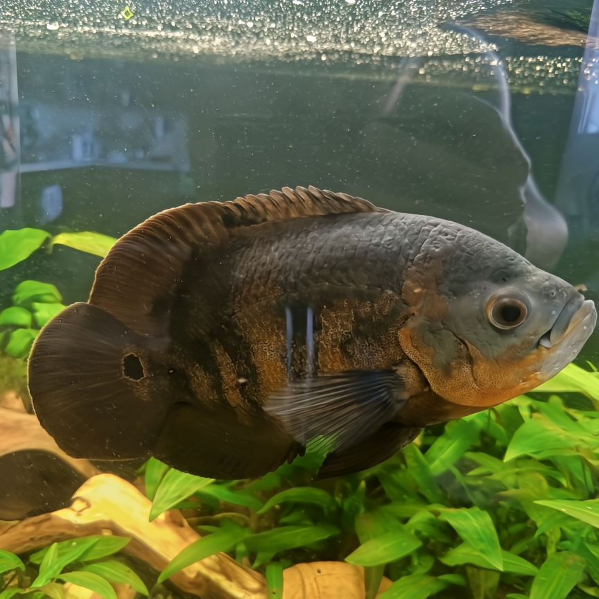 Астронотусы пара