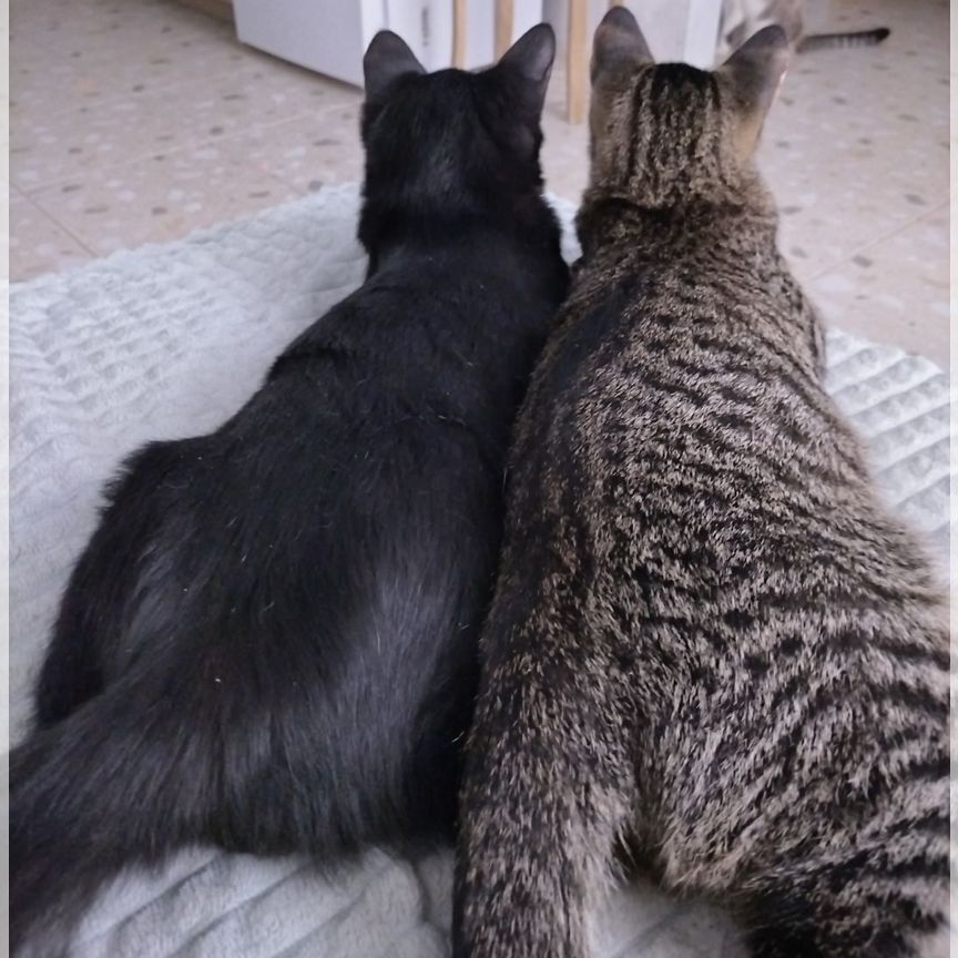 Ласковые Котята в добрые руки бесплатно