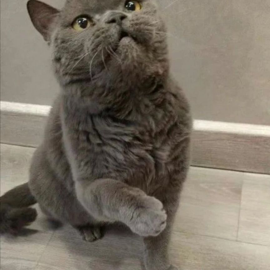 Кот